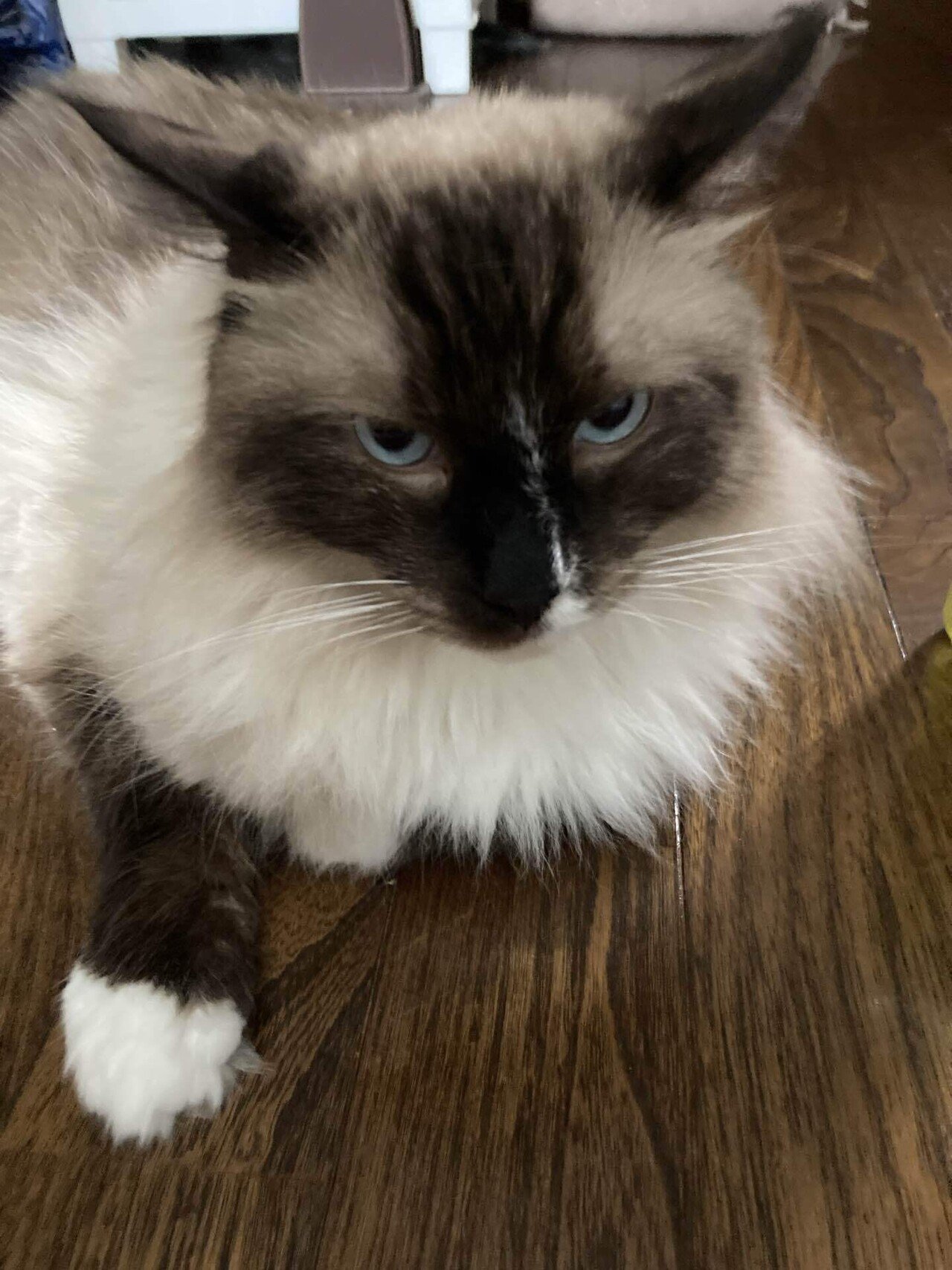 ひとって変な生き物…？｜スピカ