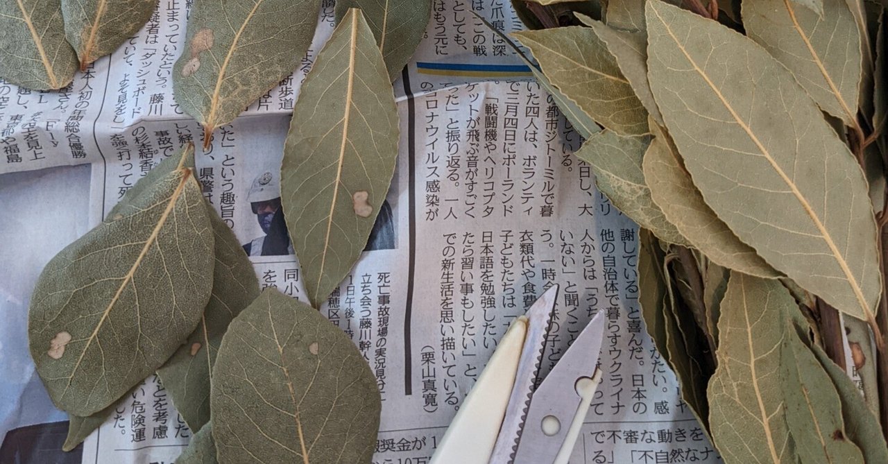 剪定の度に届く、ローリエの葉🌿簡単煮込みハンバーグ｜yuko.tapir