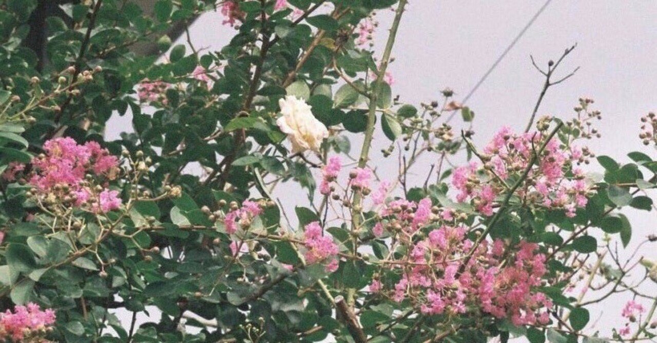 私とあなた。｜譽