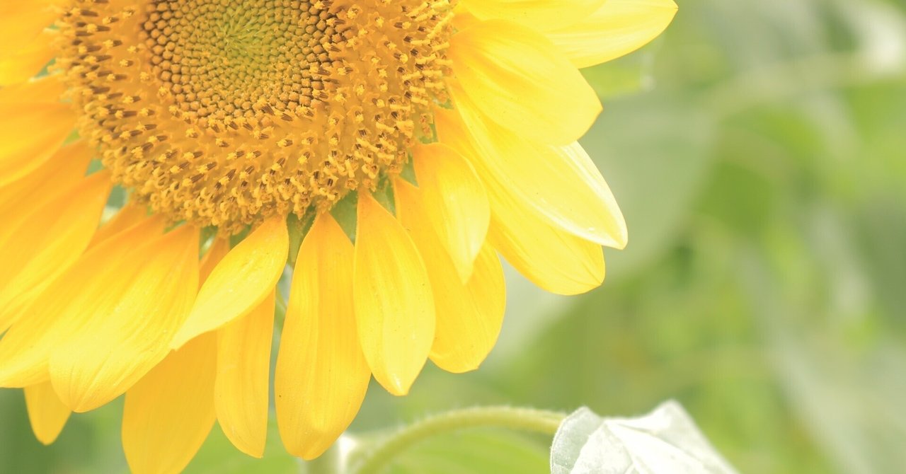 福袋‥（独り言）｜Yoshie / Petit Lapin