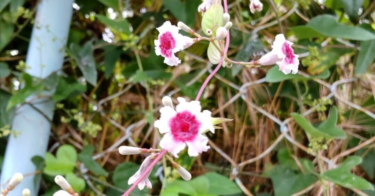 嫌な思い。｜mojira