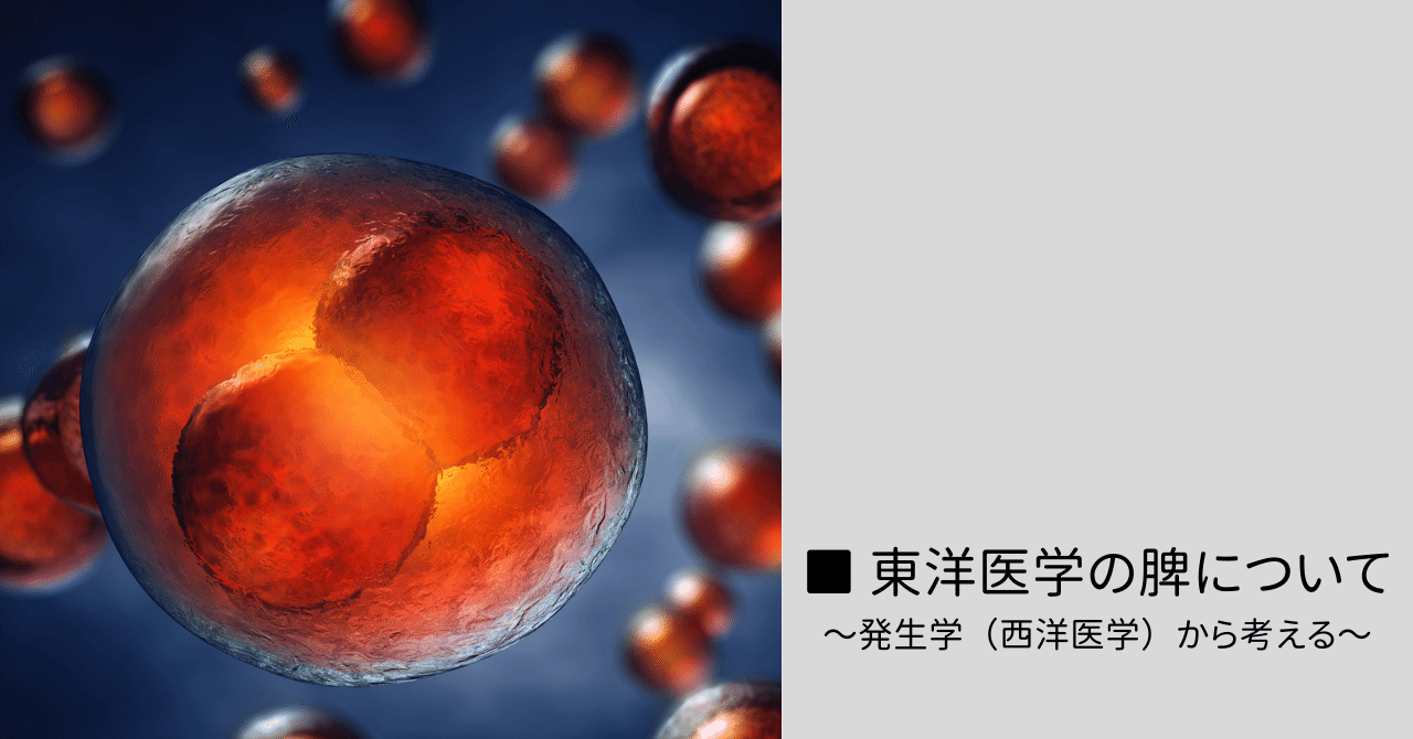 東洋医学の「脾」を発生学から考える｜note_hana