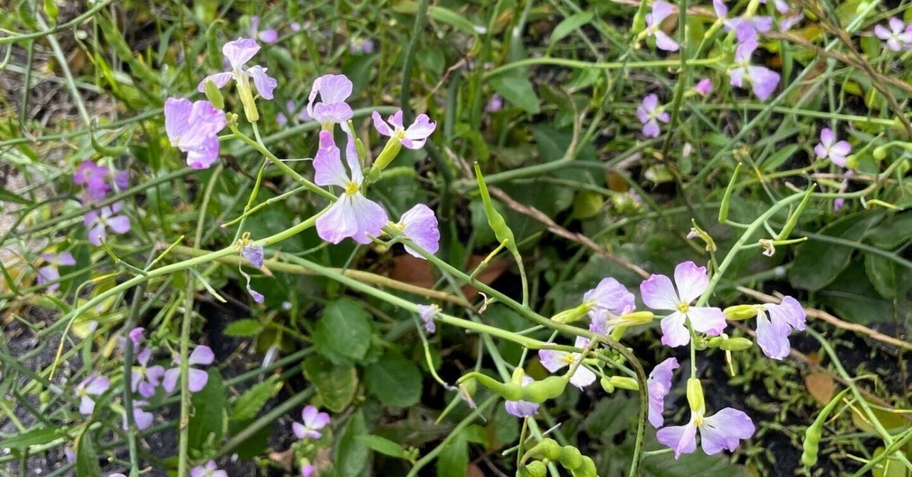 カラーフィールド 色の海を泳ぐ：1 ／DIC川村記念美術館｜美術館とお寺と猫