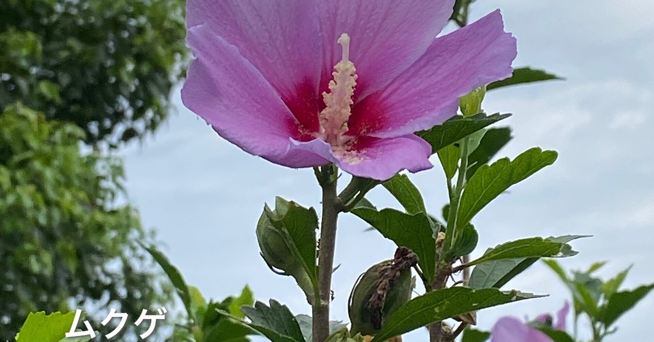 電脳病毒 #38_228｜翳間 皓