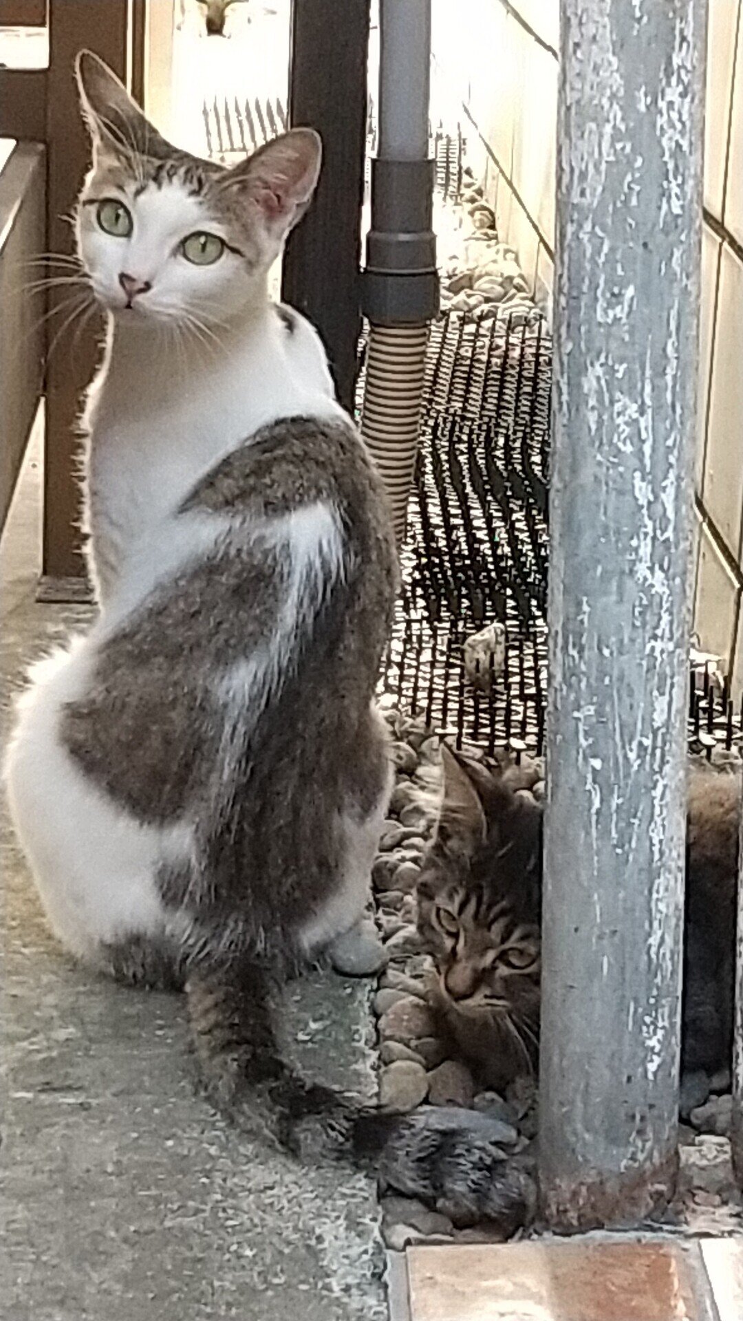 Tokyo Cats😸 #猫 #野良猫 #cats #cat #kitchen #straycat ｜🇺🇦ShuyaOishi