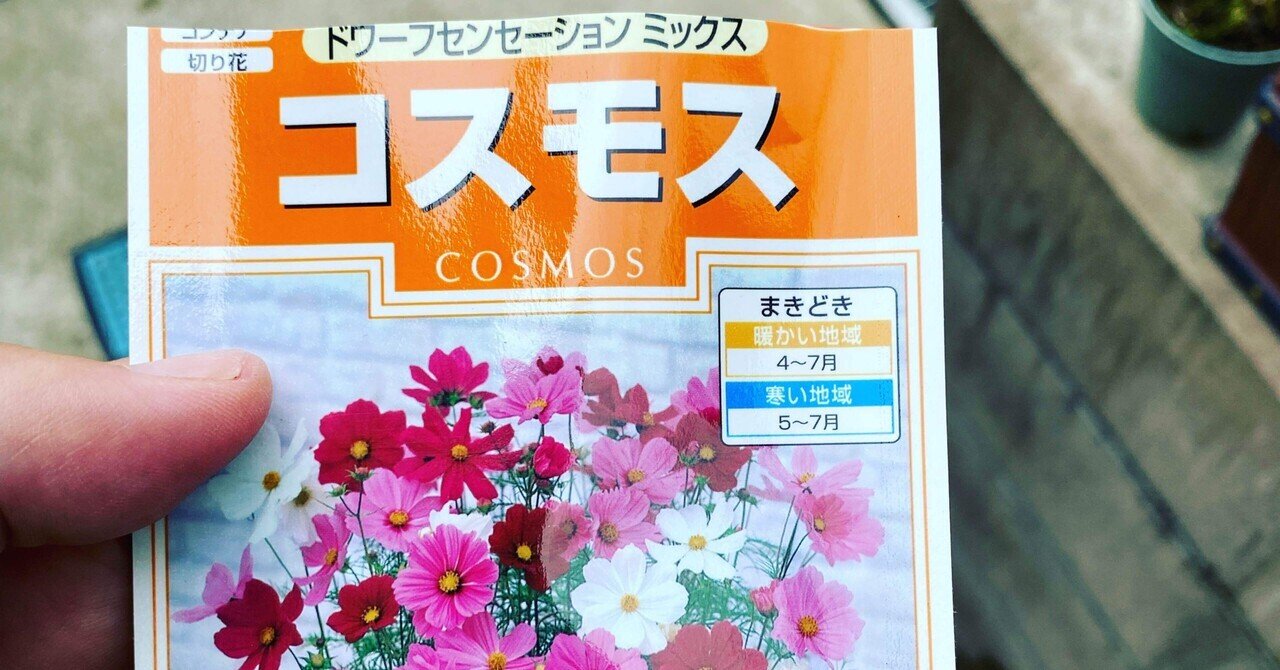 【ガーデニング】コスモスの種まきをした話｜shimpei ito｜note