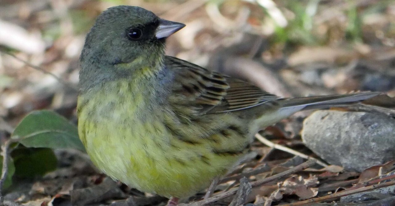 【セキスペまで50日】進捗25.3%｜Chacoder｜note