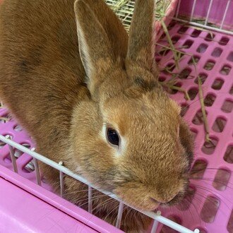 RIRA～子宮頸がん1b1期治療中～｜note