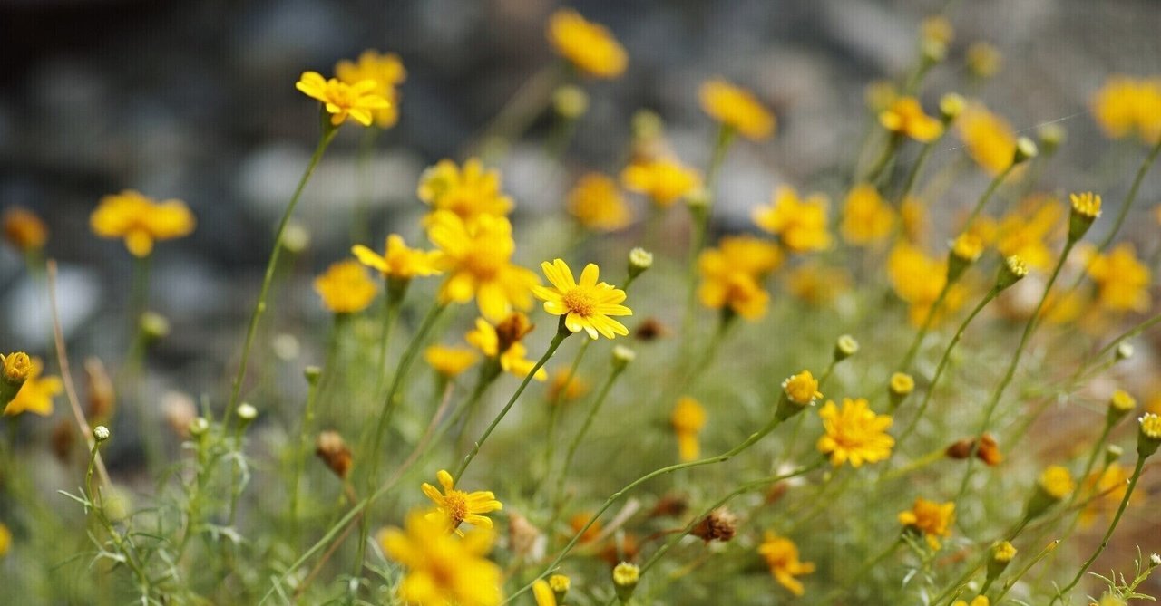 8月21日 #806｜unico