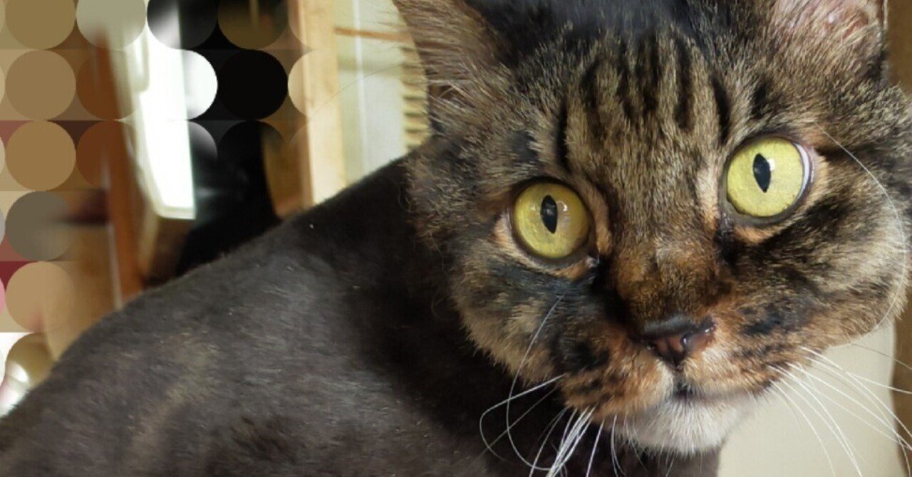 うちの、お猫さま①😸｜shin｜note