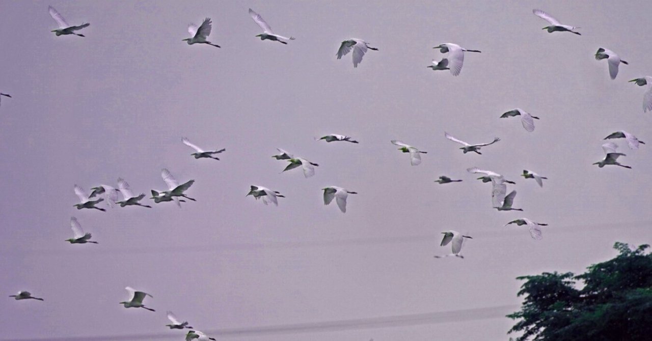 【野鳥】サギの塒（ねぐら）入り｜Chacoder