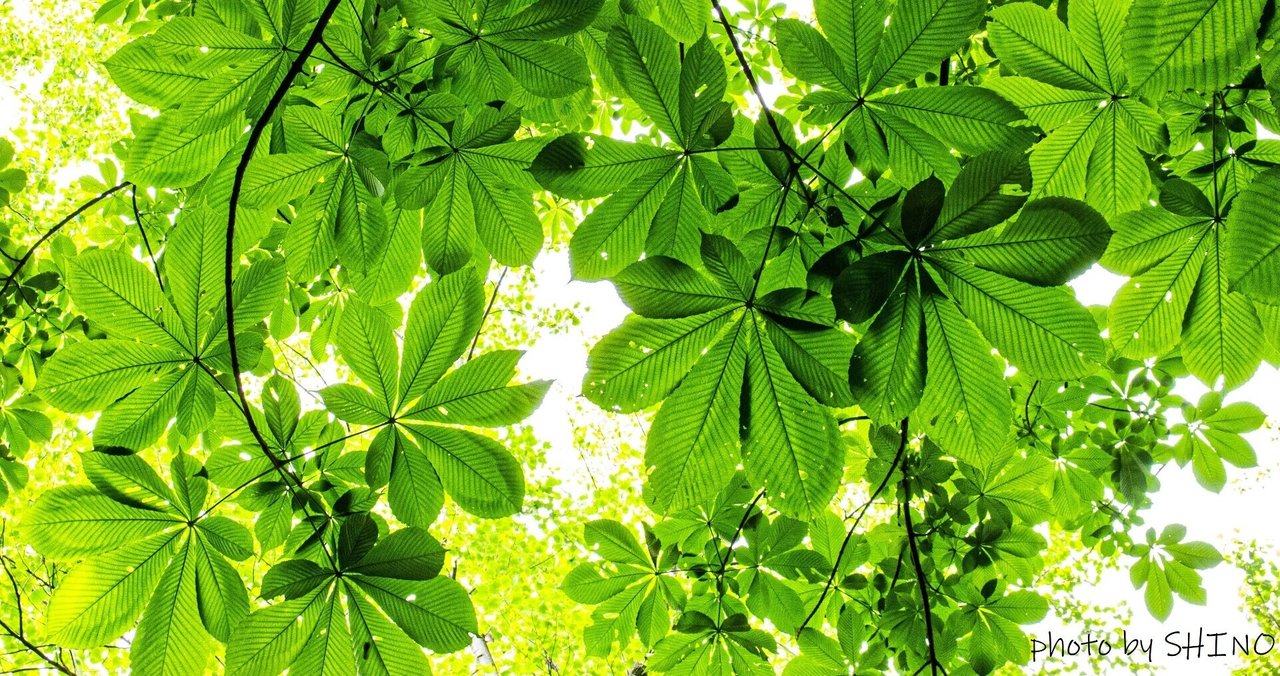 はじめまして｜ui*mama