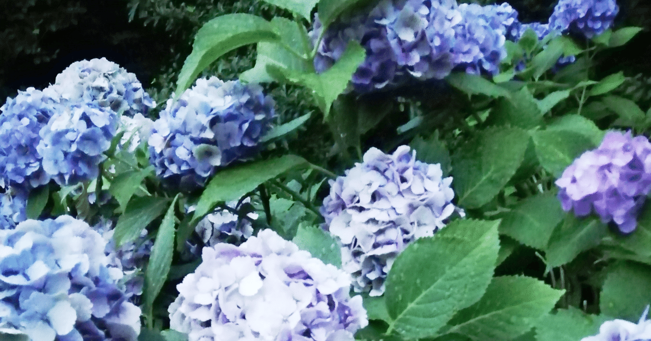 アンチ花言葉｜sizha