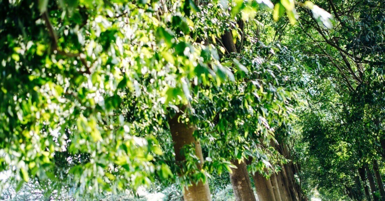 緑や花は仕事のパフォーマンスにどう影響するか？ 世界からも注目を集める「森林浴」の大家、宮崎良文教授に訊く｜atsuo suzuki