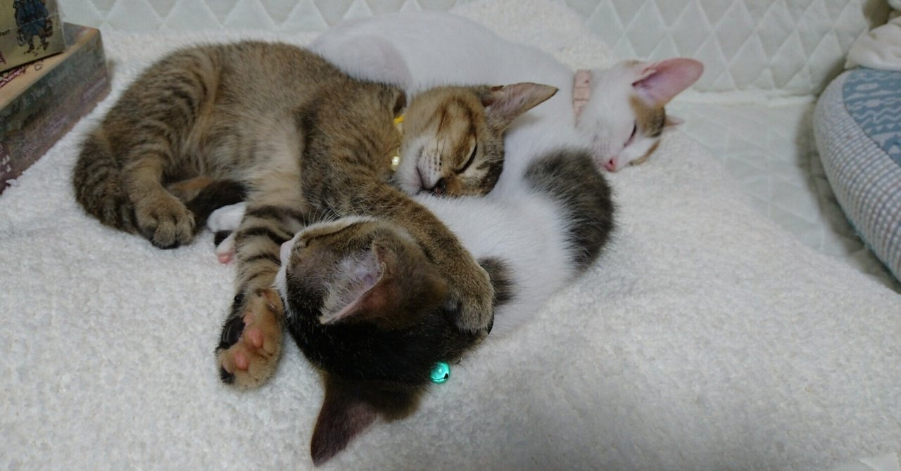 奇跡講座WB実践55 復習21～25｜(Linp&Ruru)本当の自分を知り、本当の自分として生きる