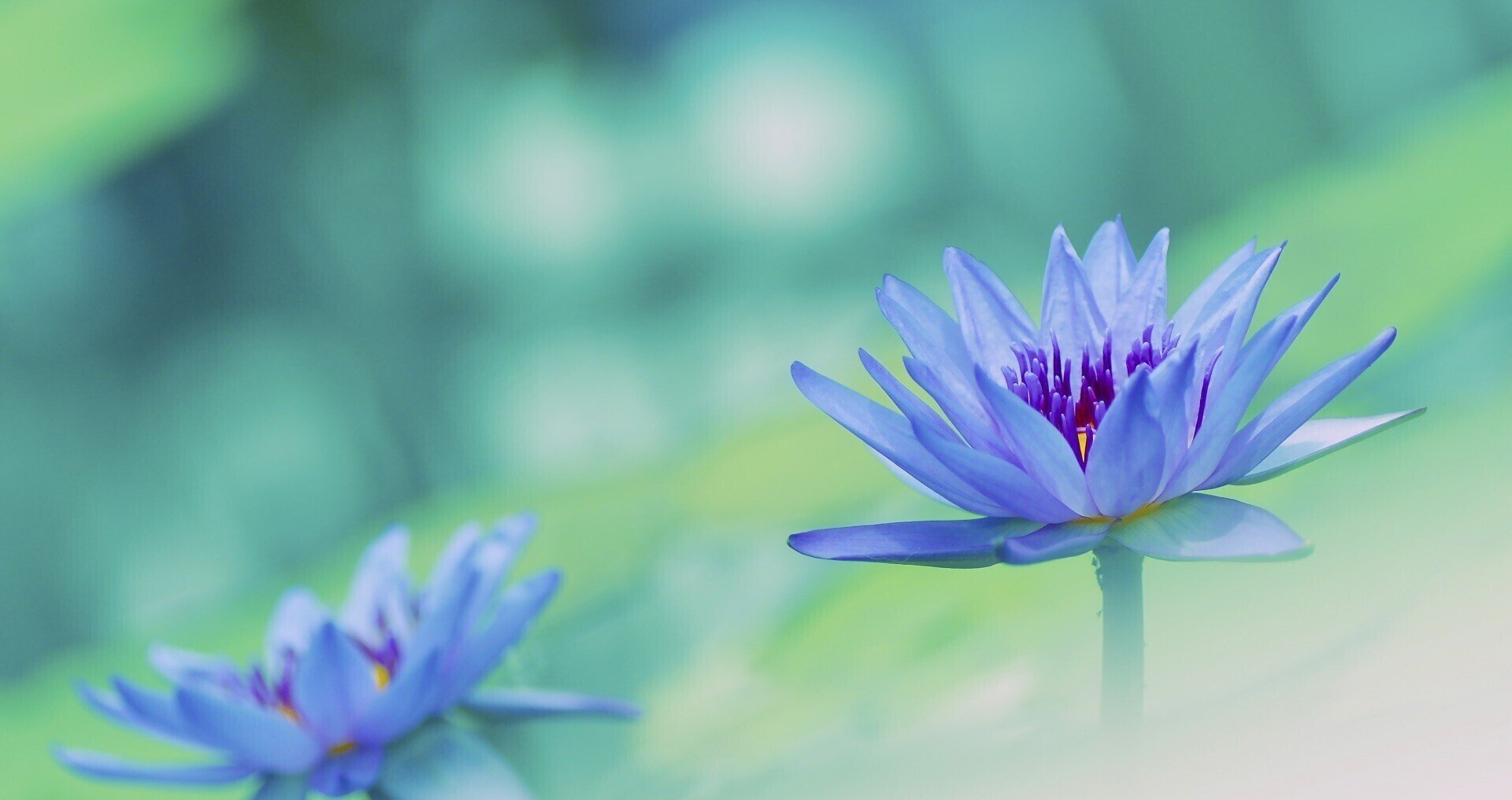 Blue Lotus｜note