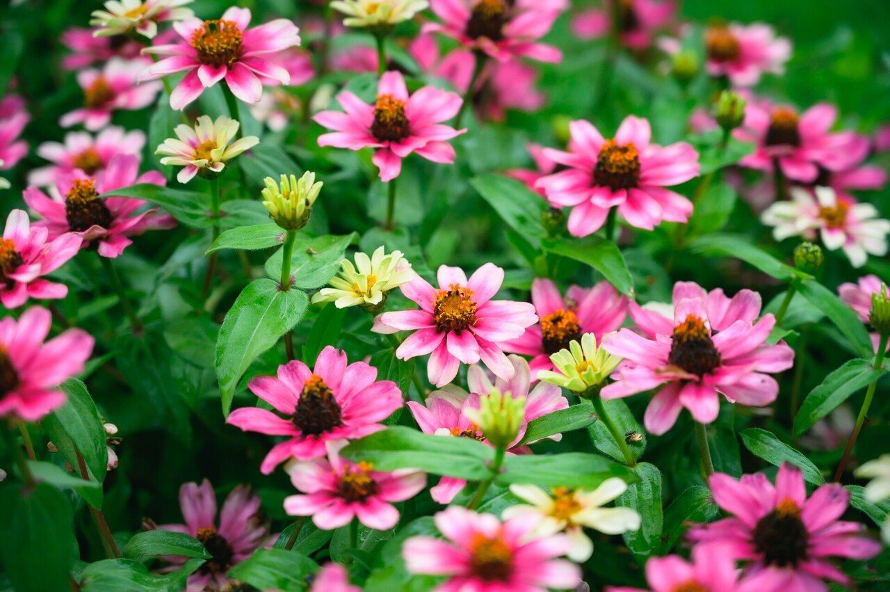 ある日のフラワーガーデン｜ショウ