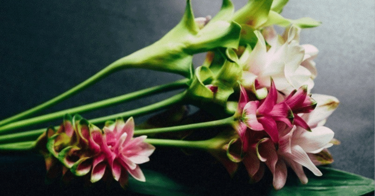 肯定｜御庭番Ryoko