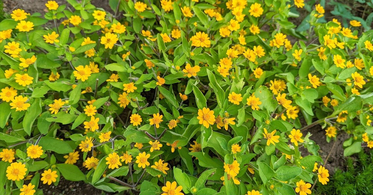 TypeScript 入門の記録（29）プロを目指す人のためのTypeScript入門（14）比較演算子と等価演算子｜jnkykn