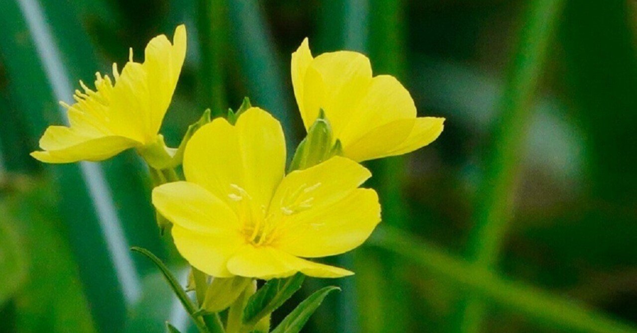 宵待草｜oichan｜note