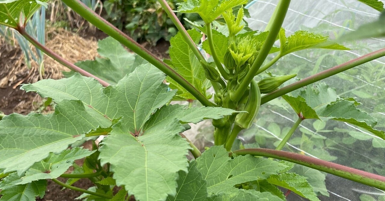 オクラ｜HIRO FARM