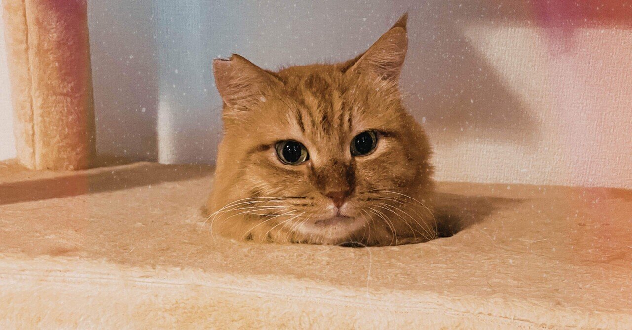 日記（20220829）｜さつきもり