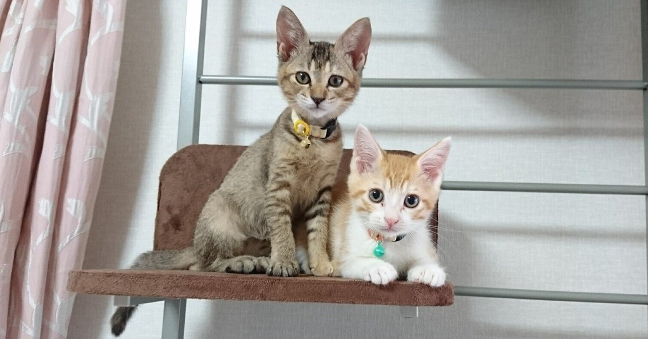 奇跡講座WB実践58 復習36～40｜(Linp&Ruru)本当の自分を知り、本当の自分として生きる