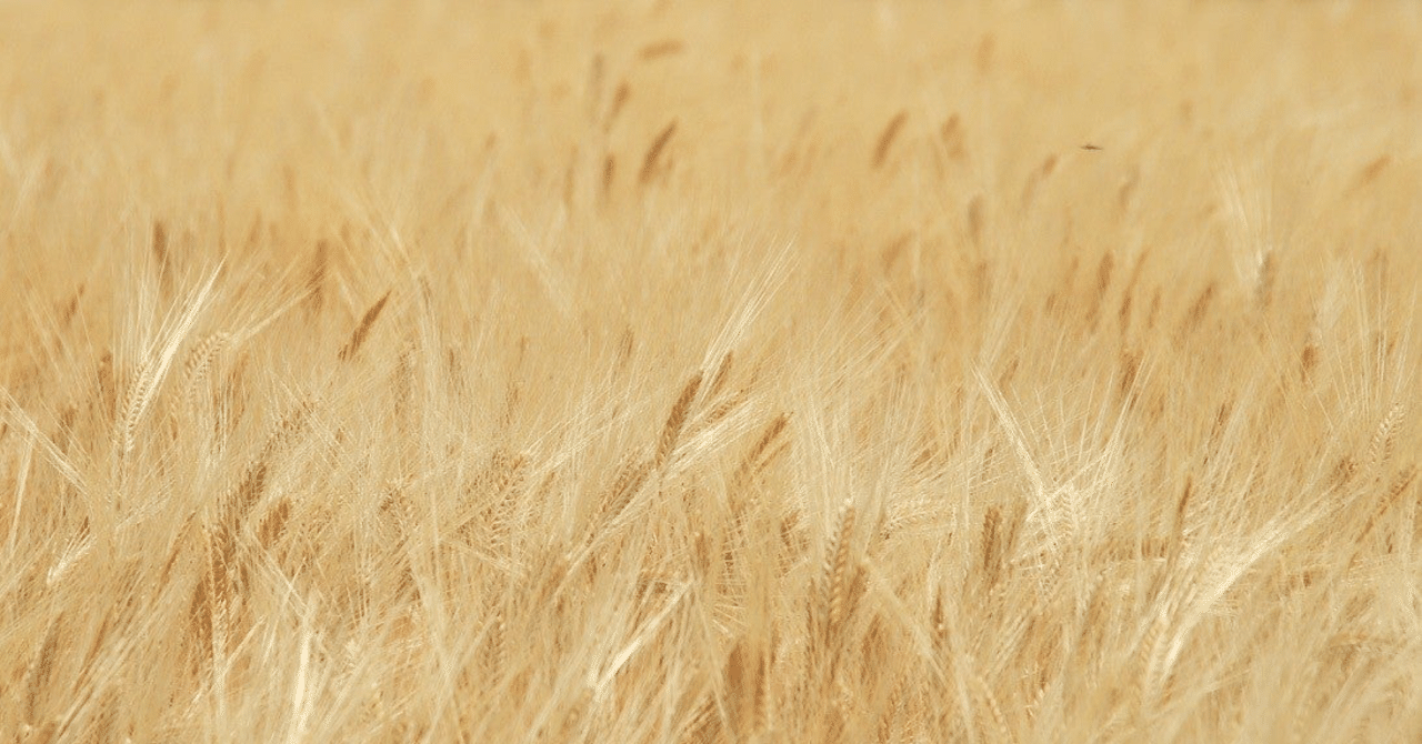 若者だった私のすべて｜yamome shima