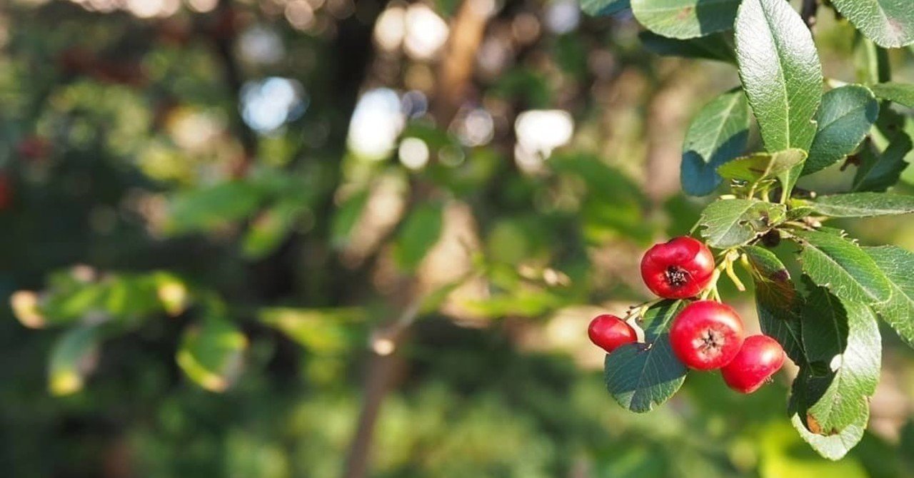 早起きをする意味｜kaoru｜note