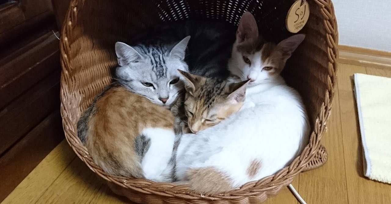 奇跡講座WB実践59 復習41～45｜(Linp&Ruru)本当の自分を知り、本当の自分として生きる