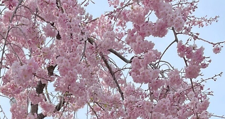 ayano_leizei 冷泉あやの｜note