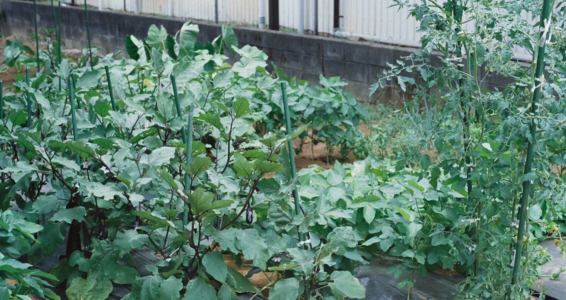 荒田詩乃/Shino Arata｜note