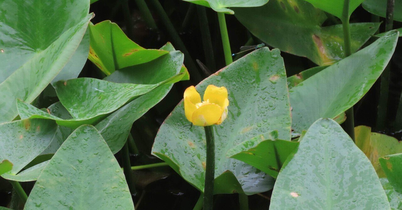 菊名池公園｜之哲／Yuki Satoru