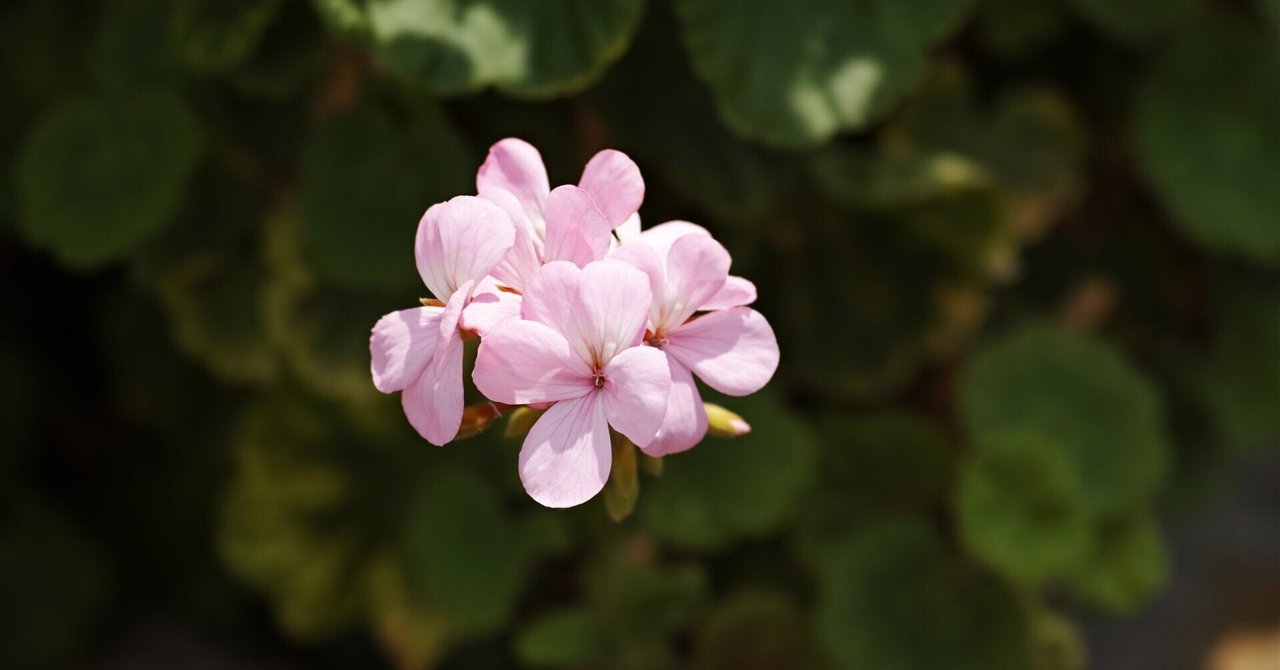 しあわせに なろう｜sikuramen｜note