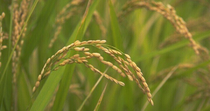 日本語つながり｜note