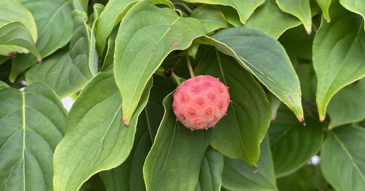 ヤマボウシの実と桔梗の花｜之哲／Yuki Satoru