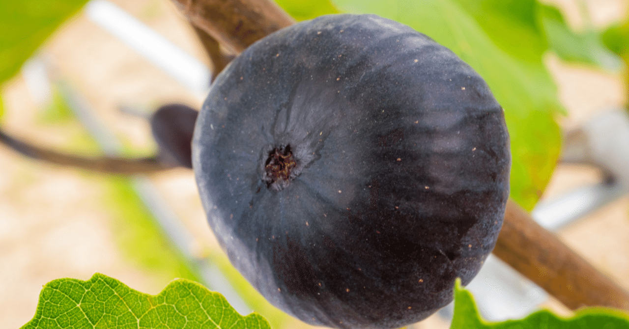 丁寧に丁寧に｜Shoko Matsui