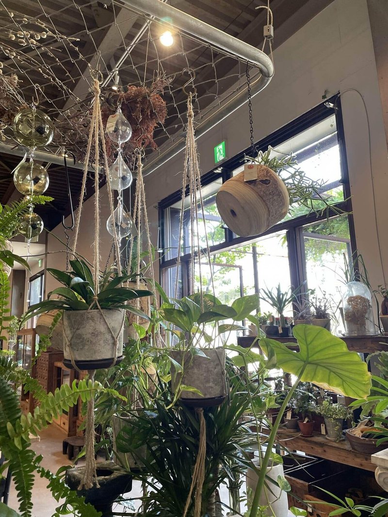 ポトス｜Chico｜note