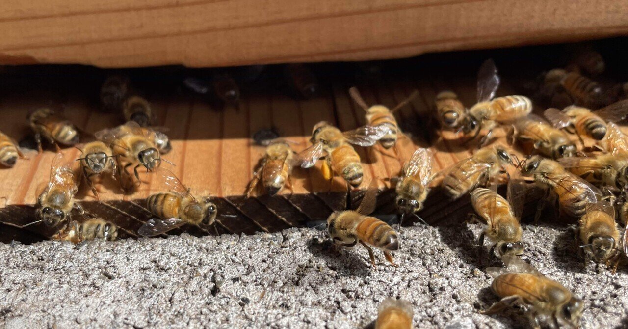 女王蜂誕生せず【養蜂生活509日目】｜yabusan（823）