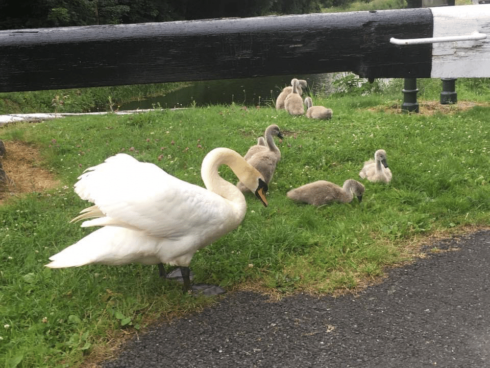 Irish swans：canalに沿って学校に行くと会える日がある 会えたら良い日になる 万国共通で「美しさ」や「成功」のシンボルになって ...