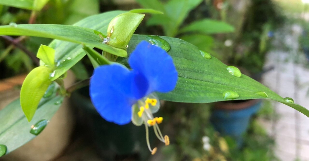 ふと・・・思う｜poporin