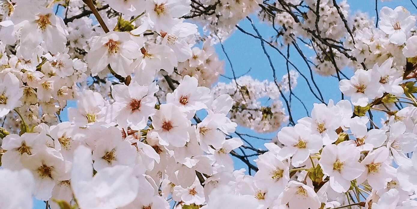 愛華｜Aika｜note