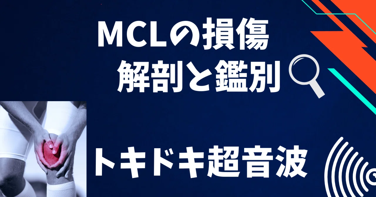 MCLの損傷 解剖と鑑別トキドキ超音波｜荻窪 翔