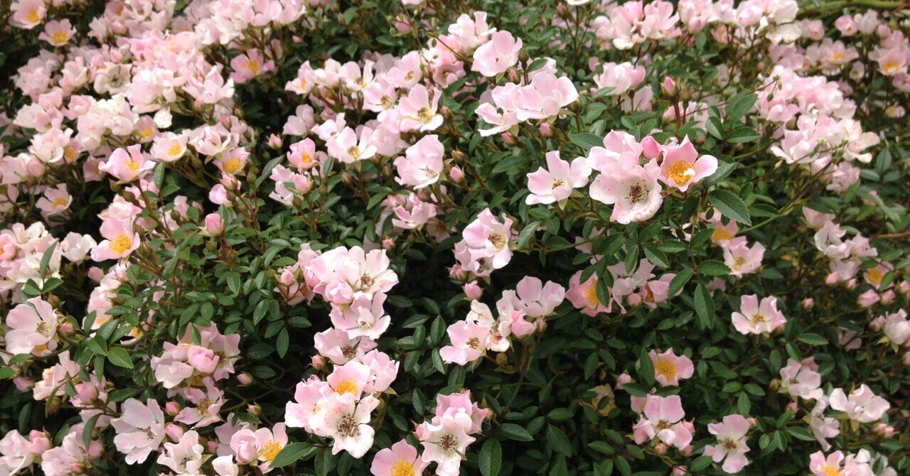 花は海を渡りて 1｜arayo