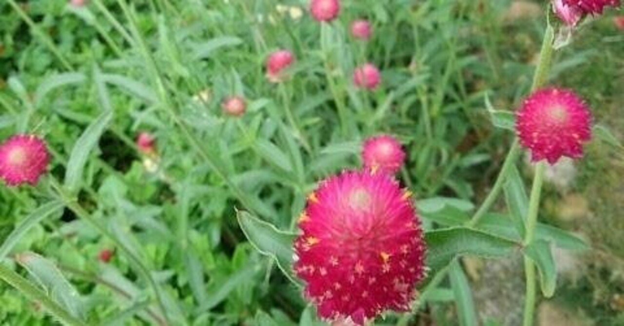 庭の中にある物語（エッセイ・ペットロスガーデン⑨）｜koha｜note