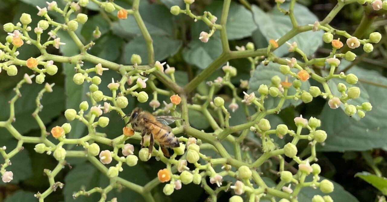 難しい【養蜂生活516日目】｜yabusan（823）｜note