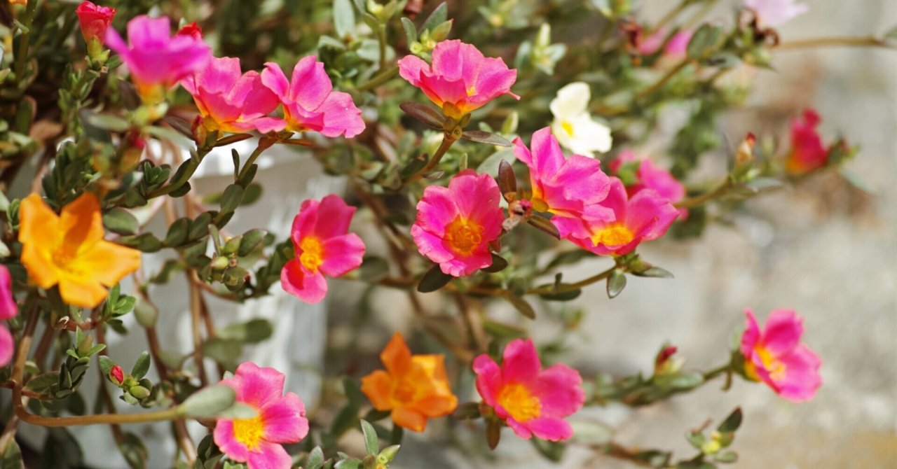 どんなあなたもマル‼︎｜ ヒーラーnachi