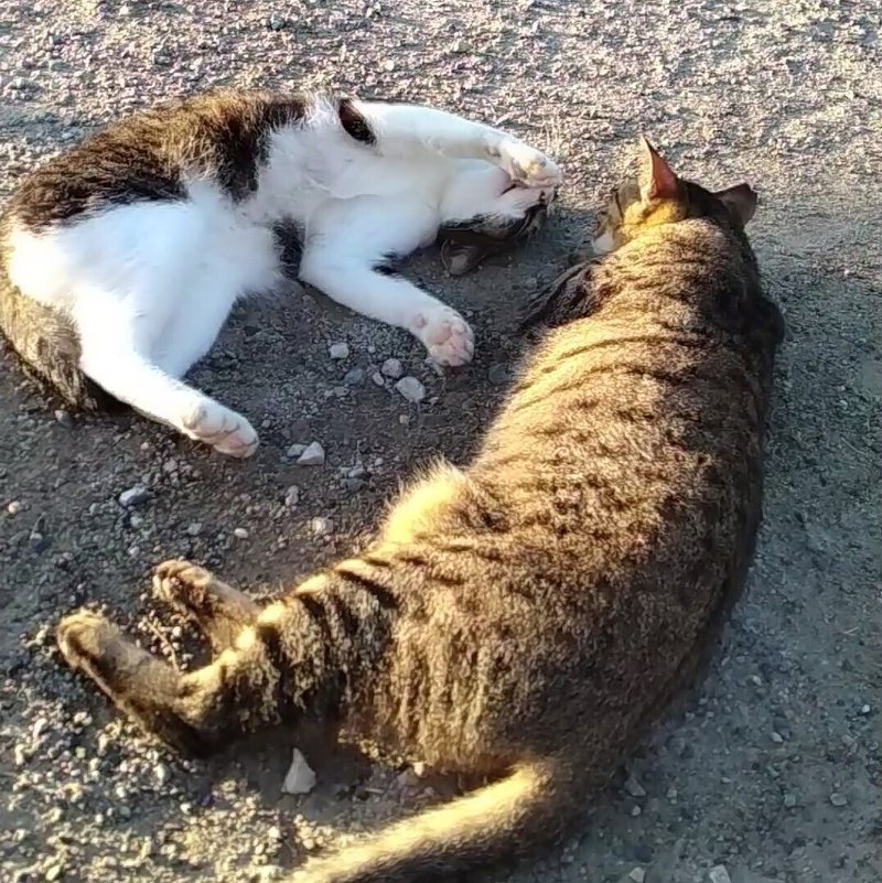 しまこさんとたおるねこさん2｜momonomoriもも