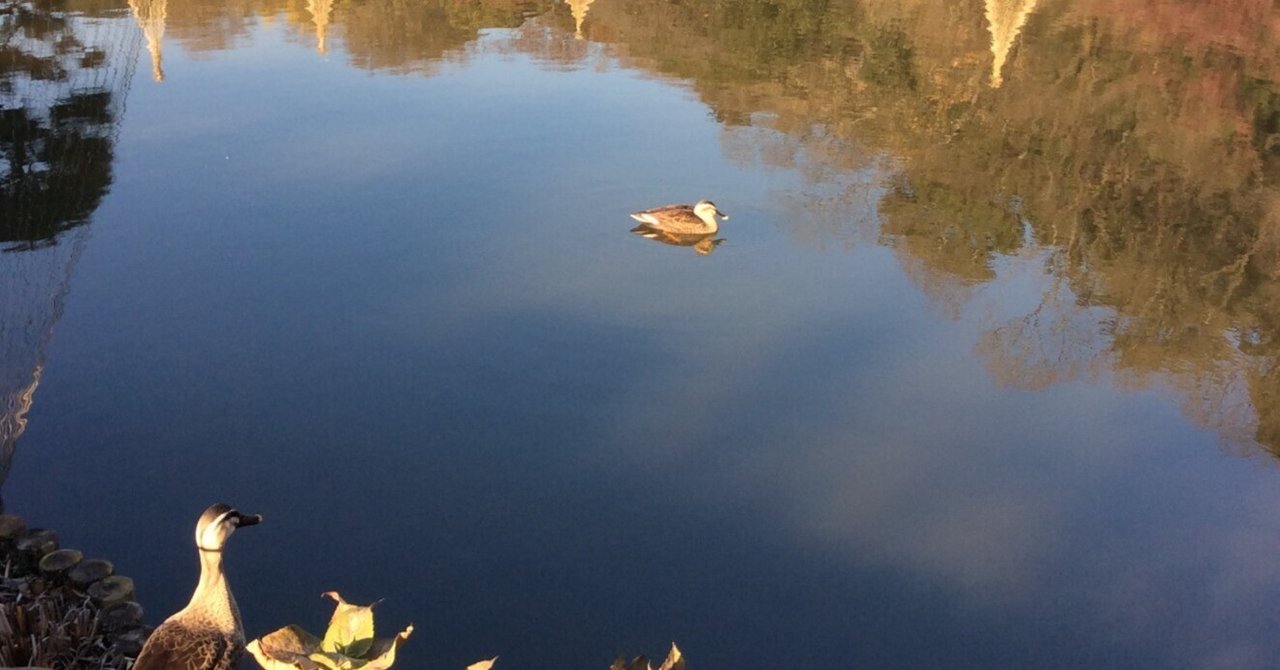 手紙2022年9月13日｜Chie_Matsui