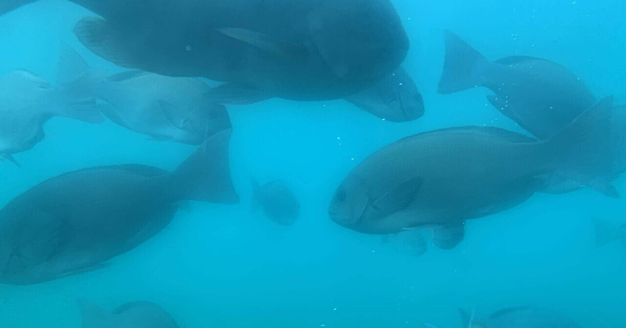 【実践】プチ断食やってみた結果（3週目）｜こうげん｜note